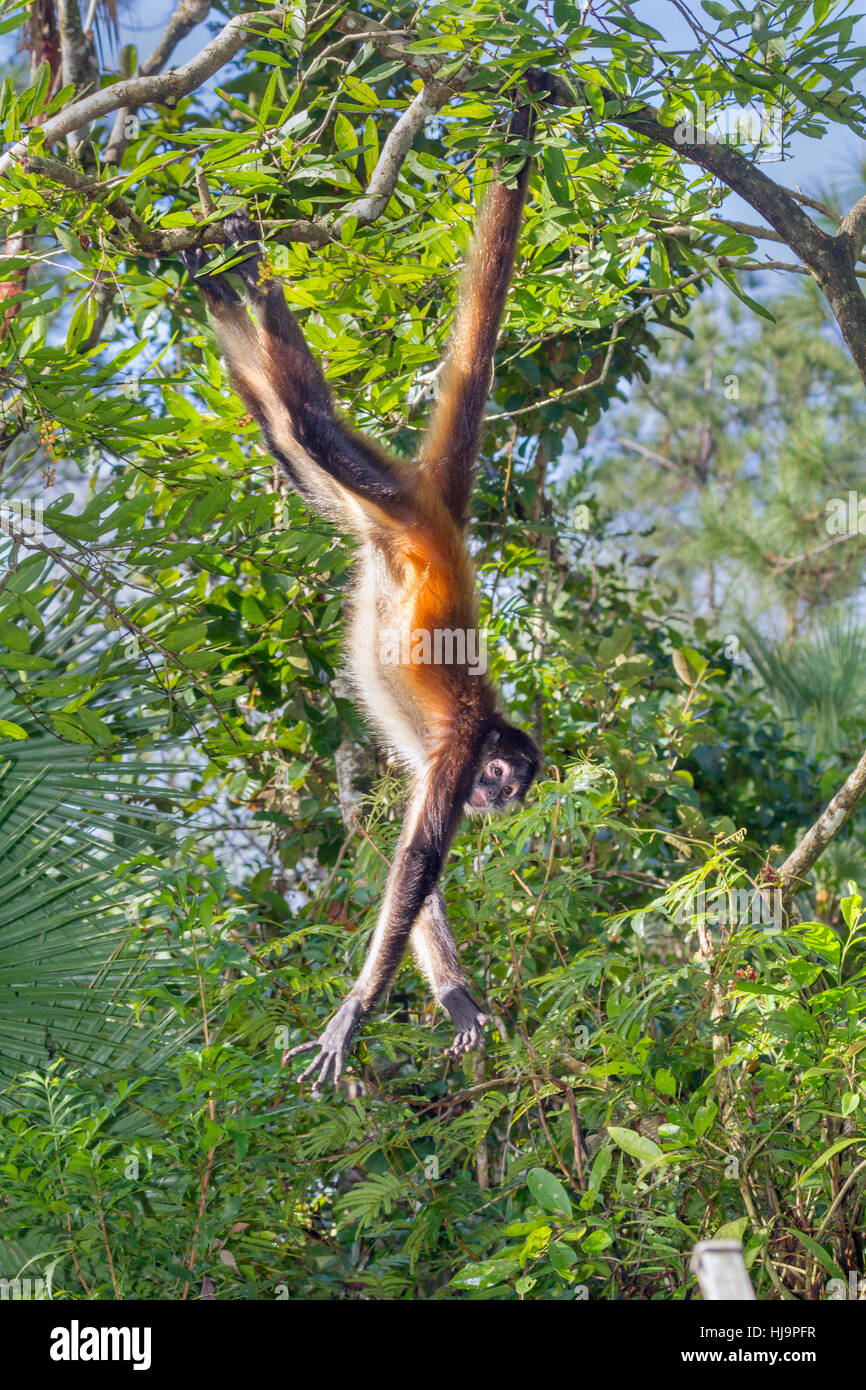 The young spider monkey jumping, Belize, Central America Stock Photo ...