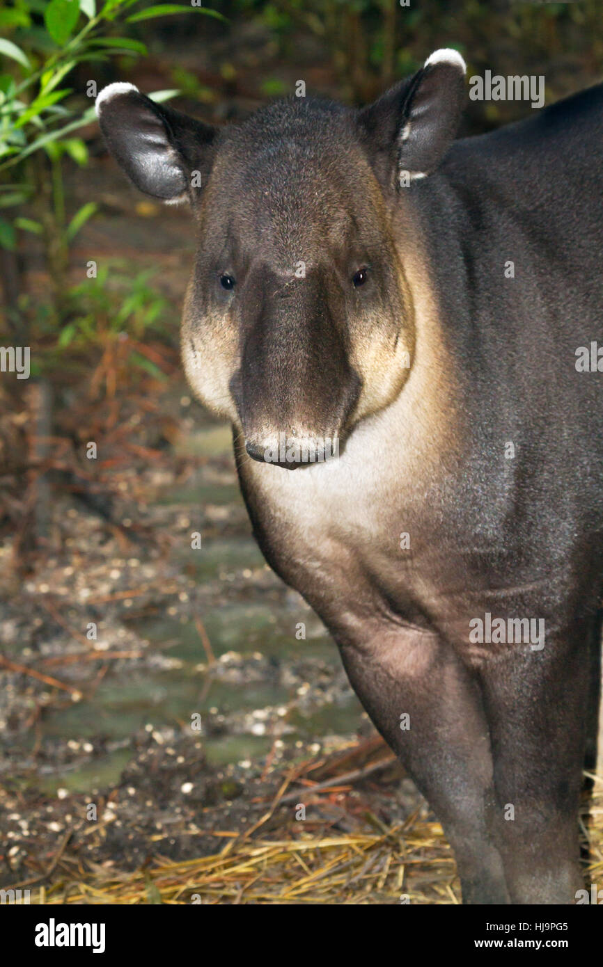 Bairds Tapir High Resolution Stock Photography and Images - Alamy