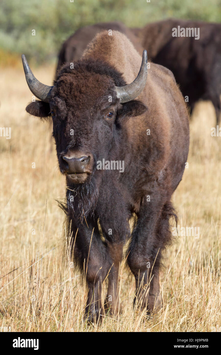 American Bison Bison Bison High Resolution Stock Photography and Images ...