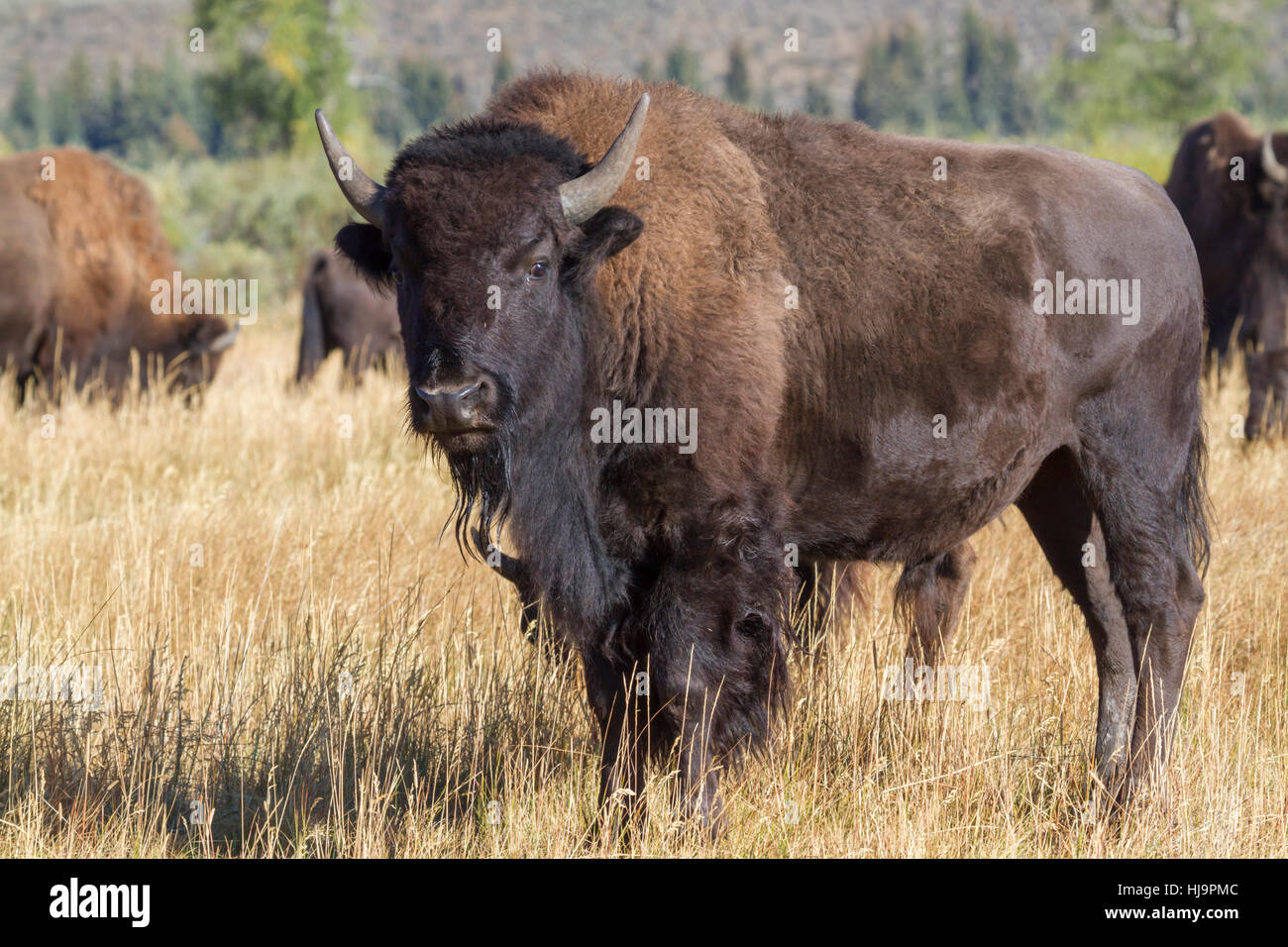 American bison at Grand Teton national park Stock Photo - Alamy