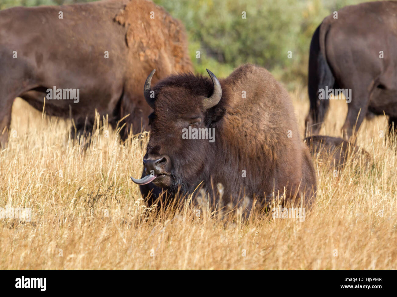 American bison at Grand Teton national park Stock Photo - Alamy