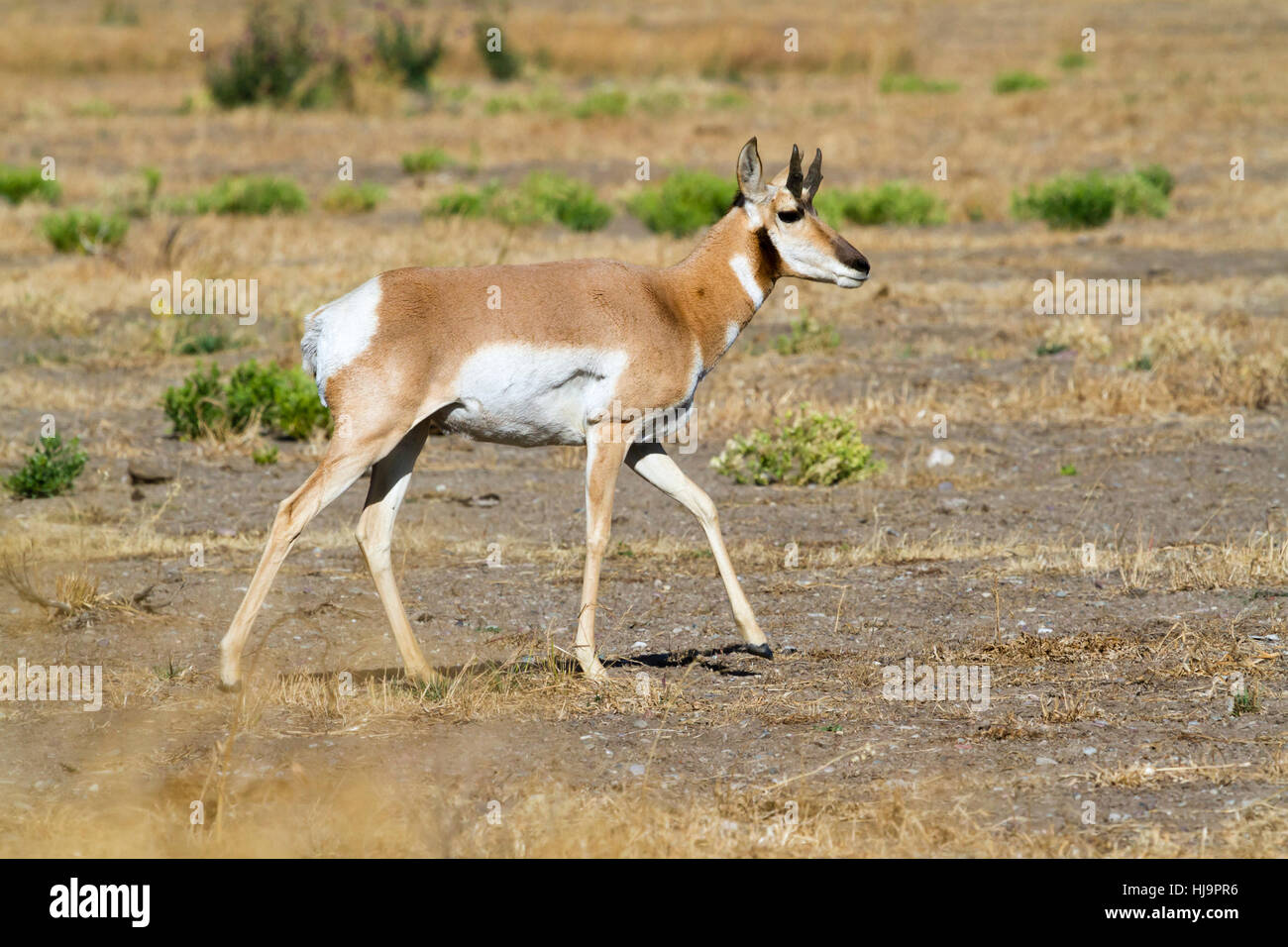 Male Pronghorn (Antilocapra americana Stock Photo - Alamy