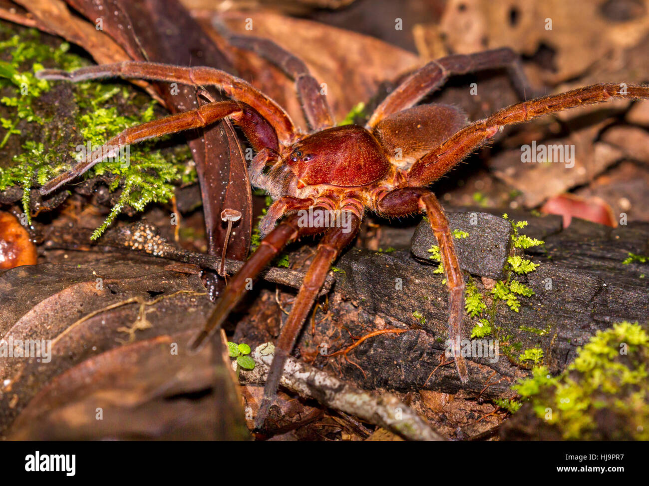 Amazon rainforest spider hi-res stock photography and images - Alamy