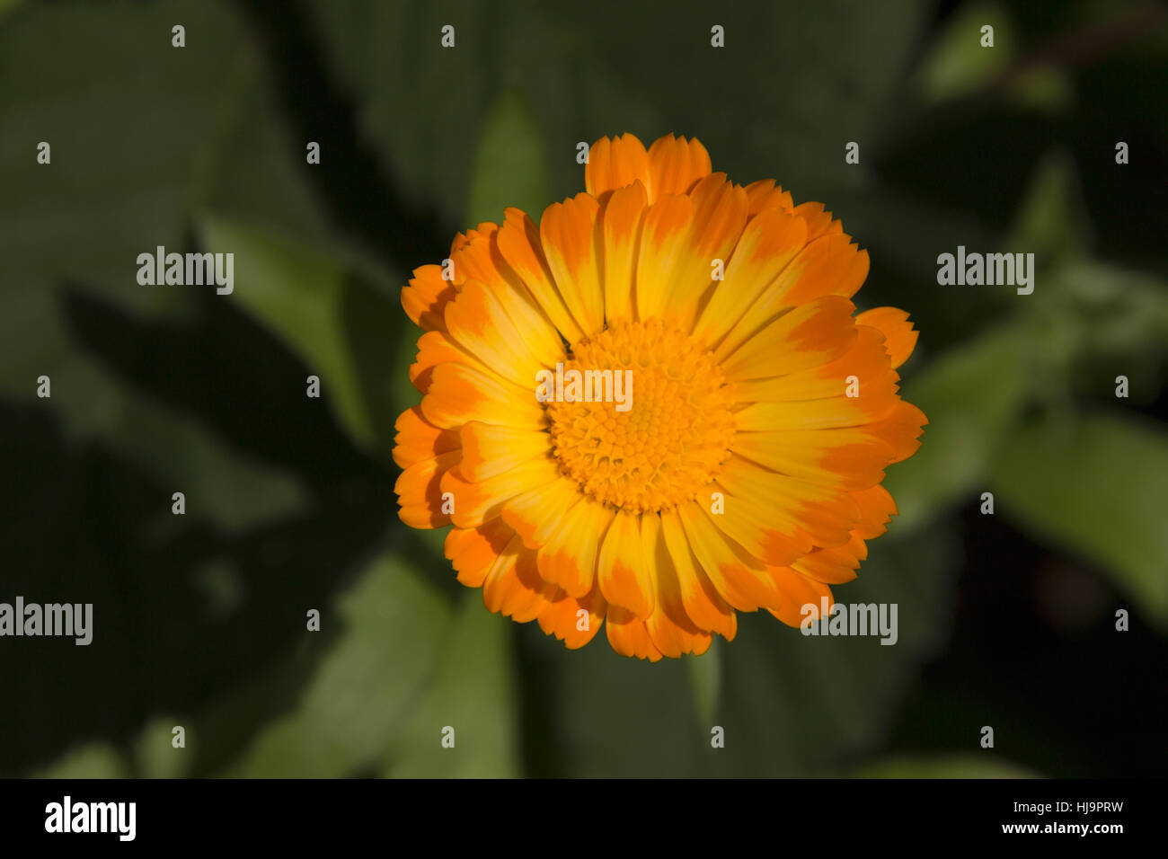 orange calendula flower with yellow center close up blurred background ...