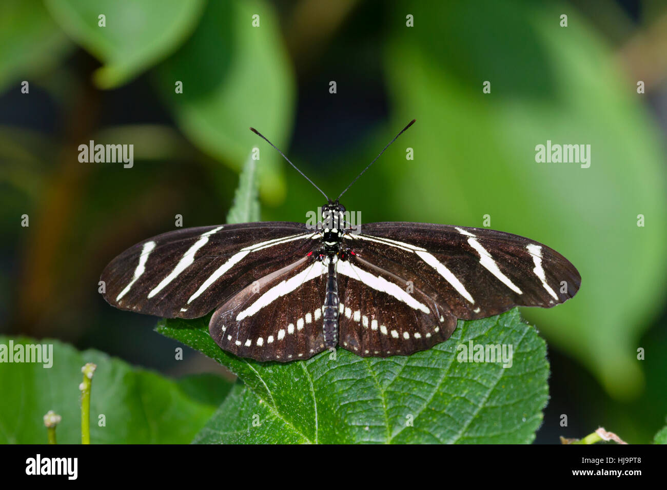 Zebra Longwing Butterfly Stock Photo - Alamy