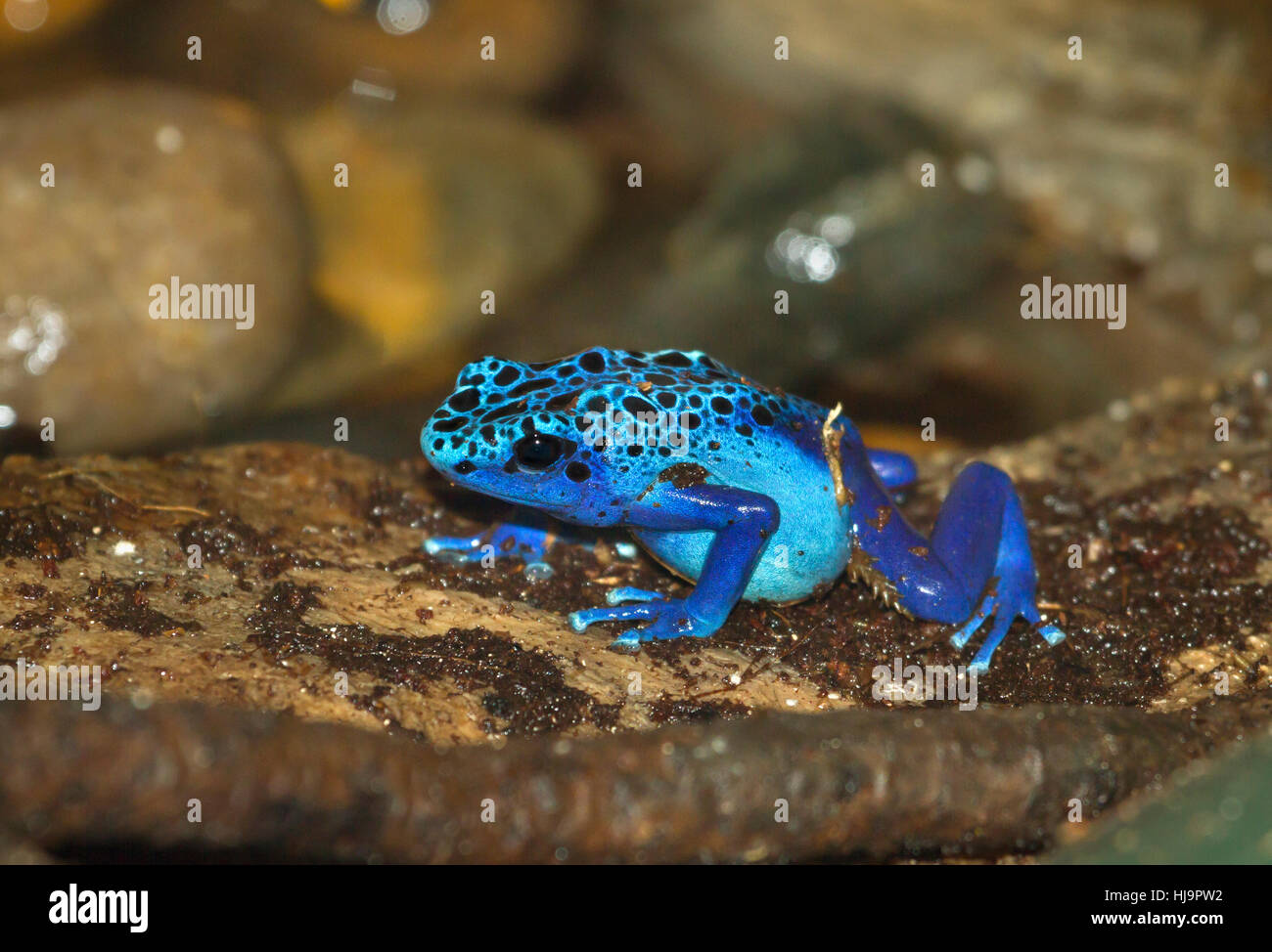 The blue poison dart frog is very bright colored Stock Photo - Alamy