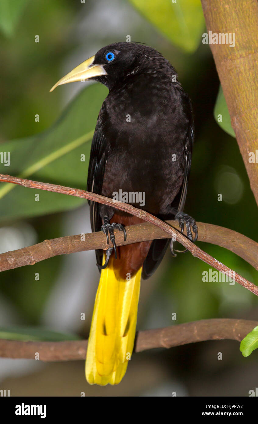 Crested oropendola with bright yellow tail and blue eyes Stock Photo ...