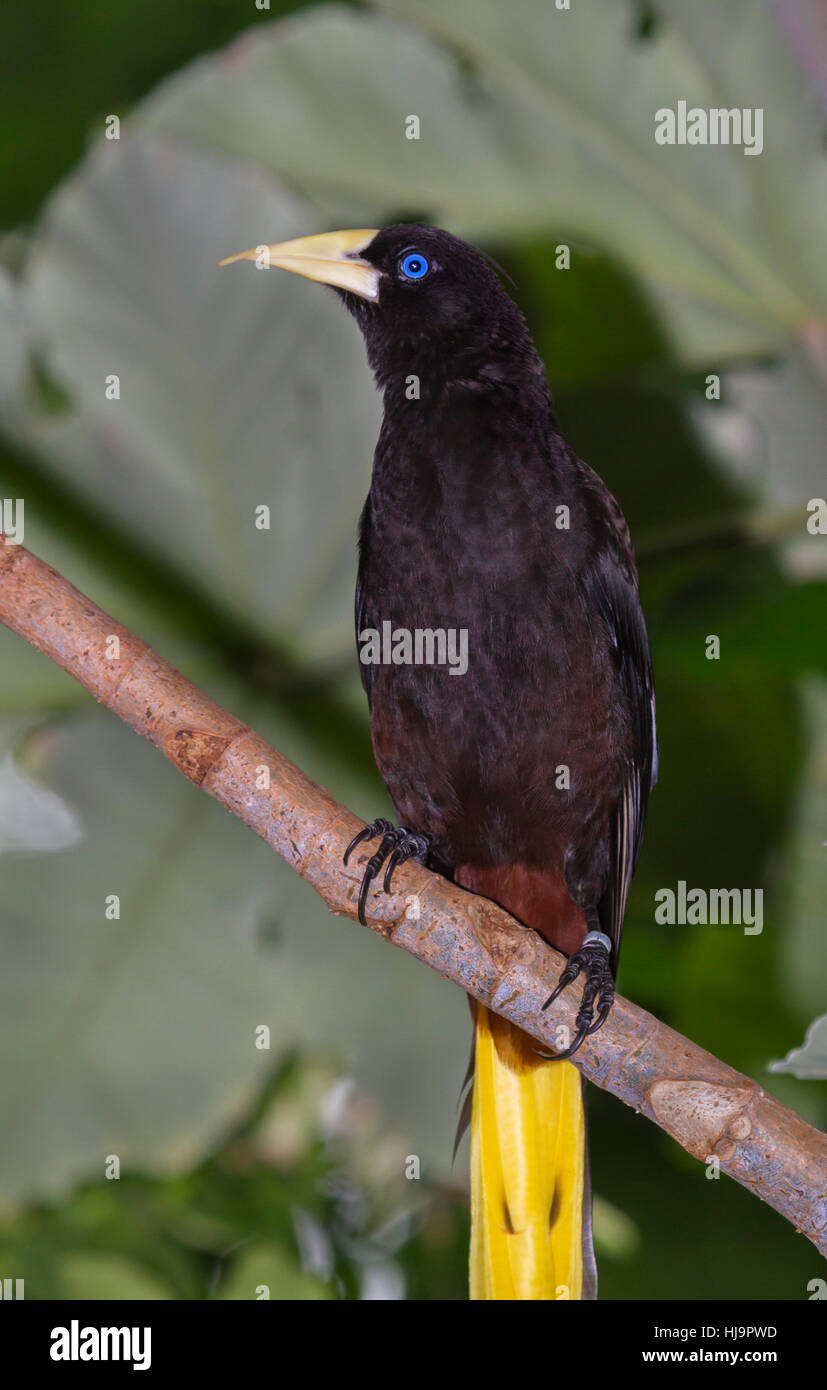 Crested oropendola (Psarocolius decumanus Stock Photo - Alamy