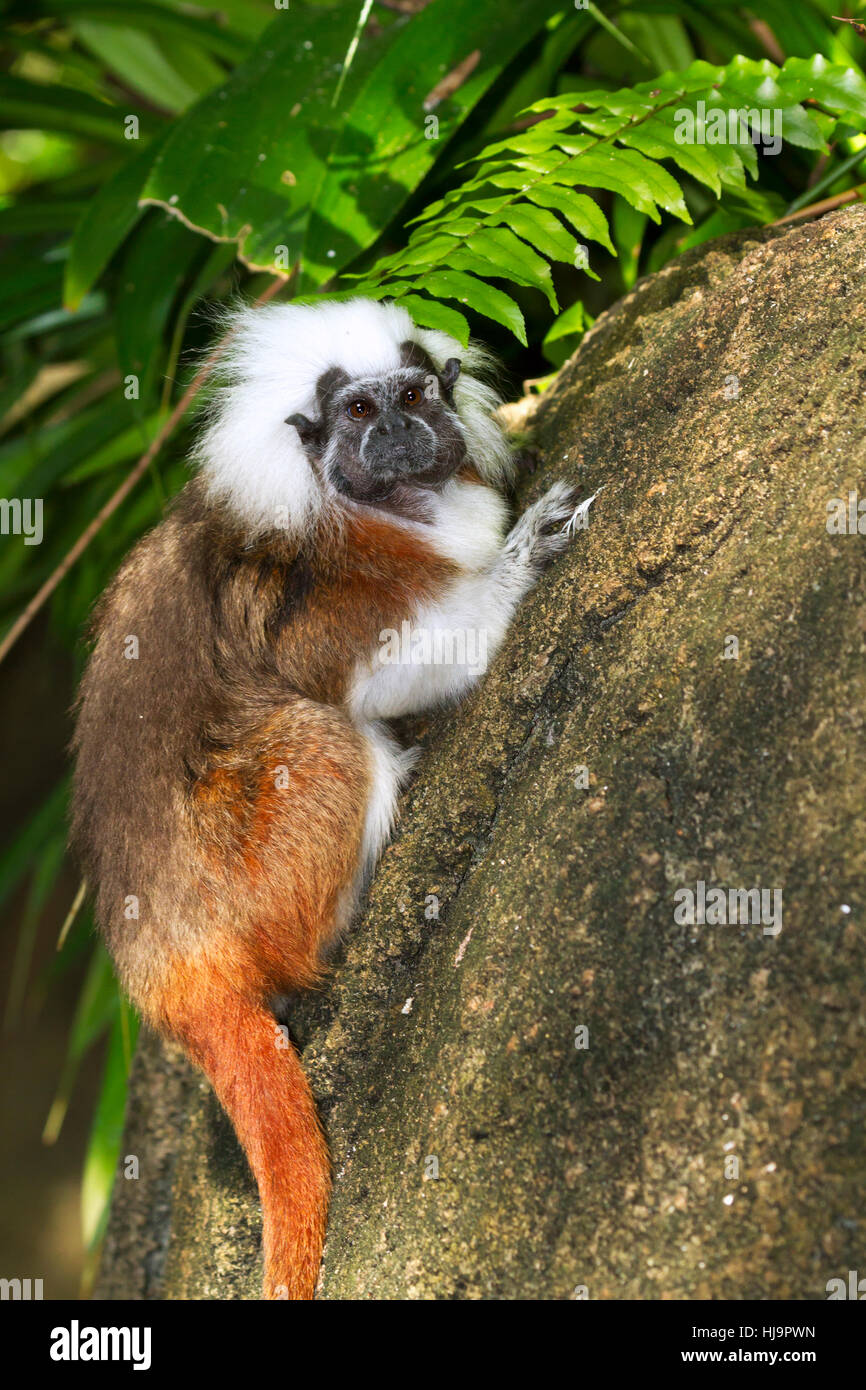 Cotton-top tamarin (Saguinus oedipus Stock Photo - Alamy