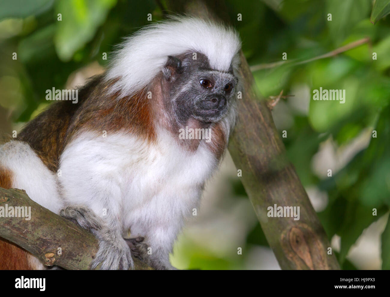 Cotton top tamarin monkey hi-res stock photography and images - Alamy