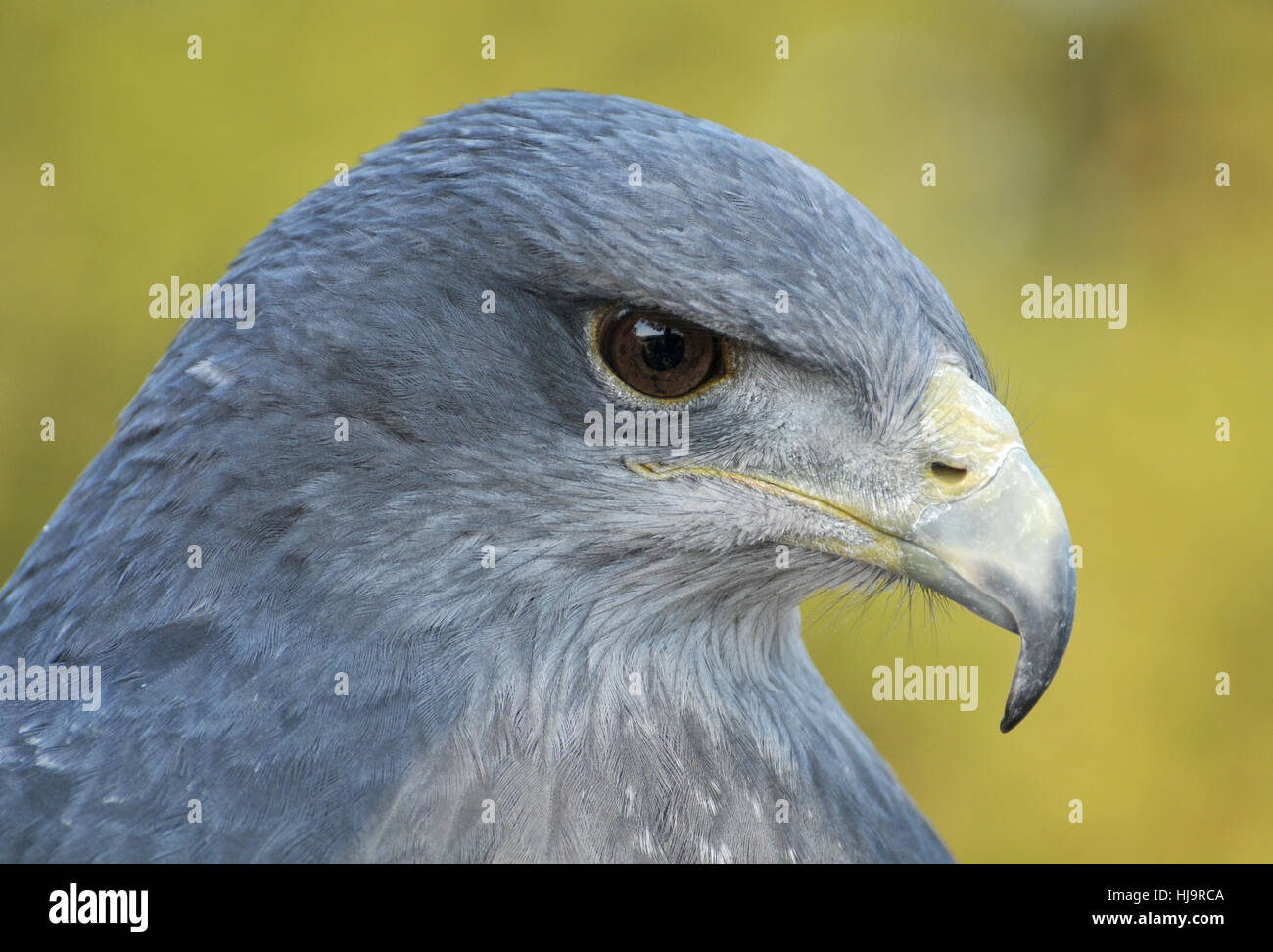 raptor, buzzard, bird, birds, raptor, beak, south america, buzzard ...