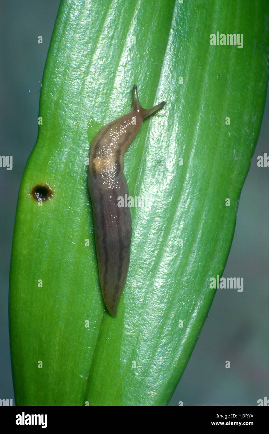 Slug pests hi-res stock photography and images - Alamy