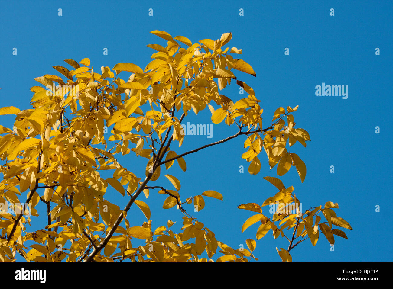 leaf, tree, leaves, dry, dried up, barren, yellow, foliage, fall ...