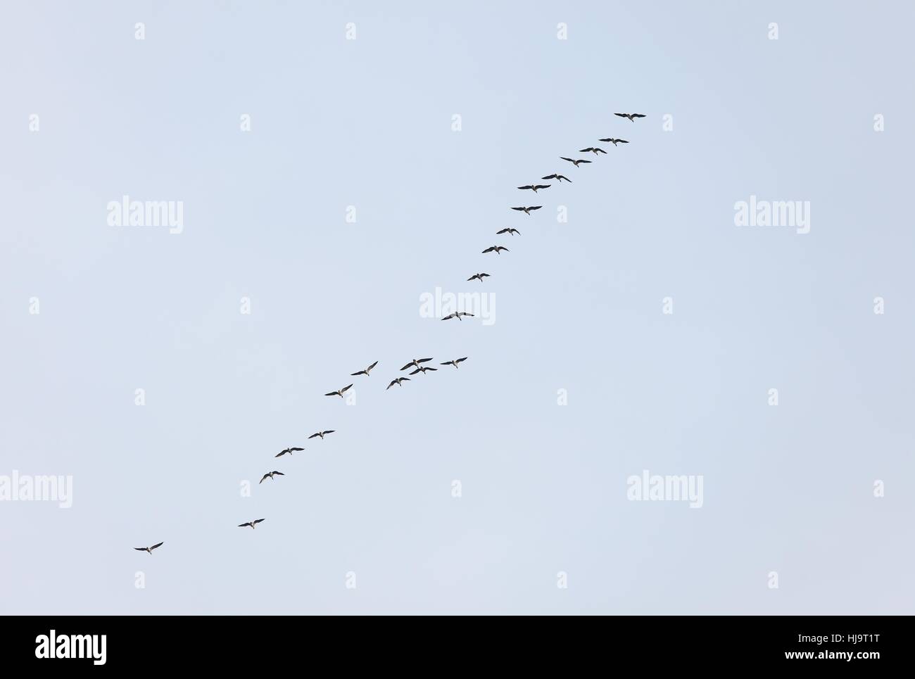 The wild geese hi-res stock photography and images - Alamy