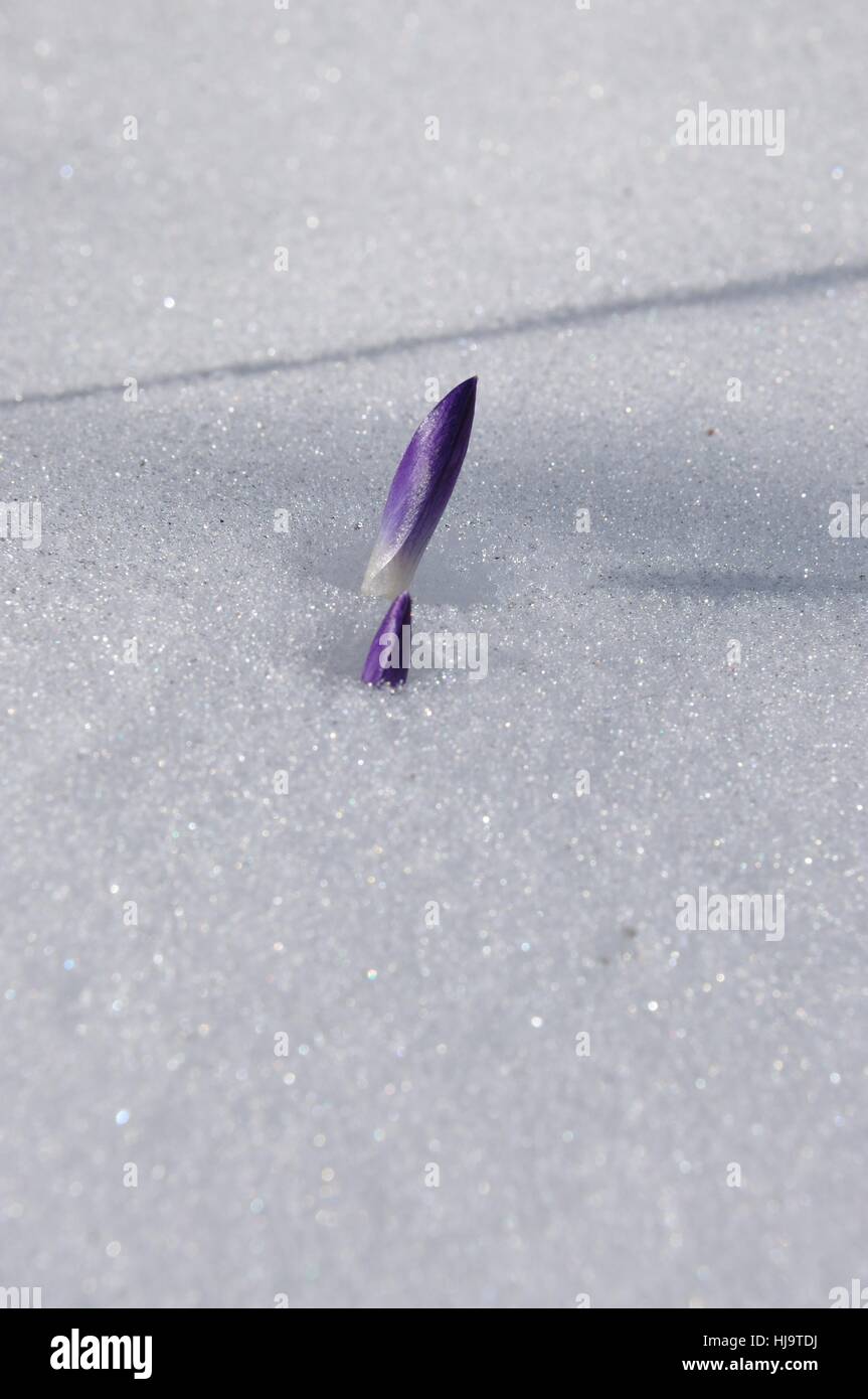 crocus in the snow Stock Photo - Alamy