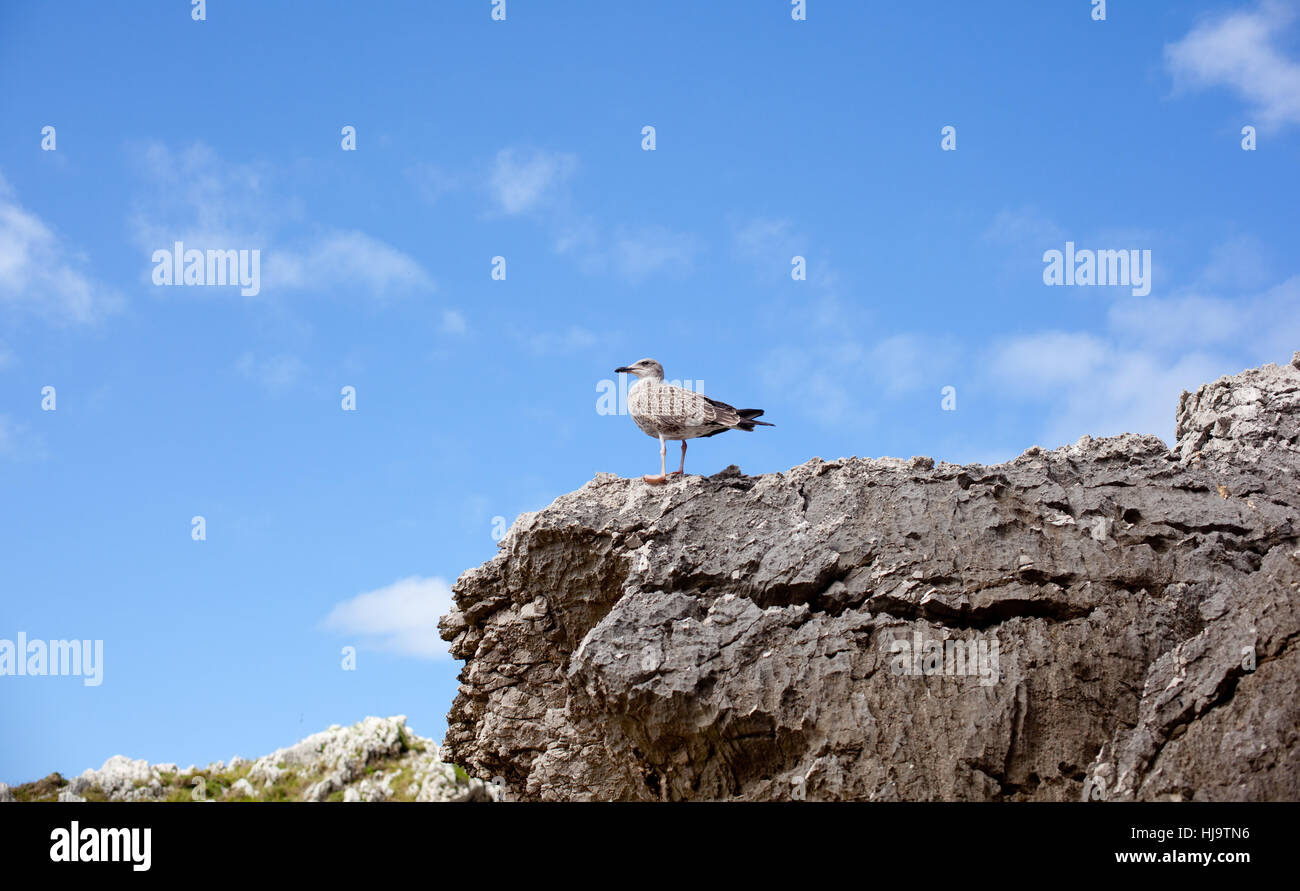 bird, spain, firmament, sky, seagull, gull, colour, holiday, vacation ...