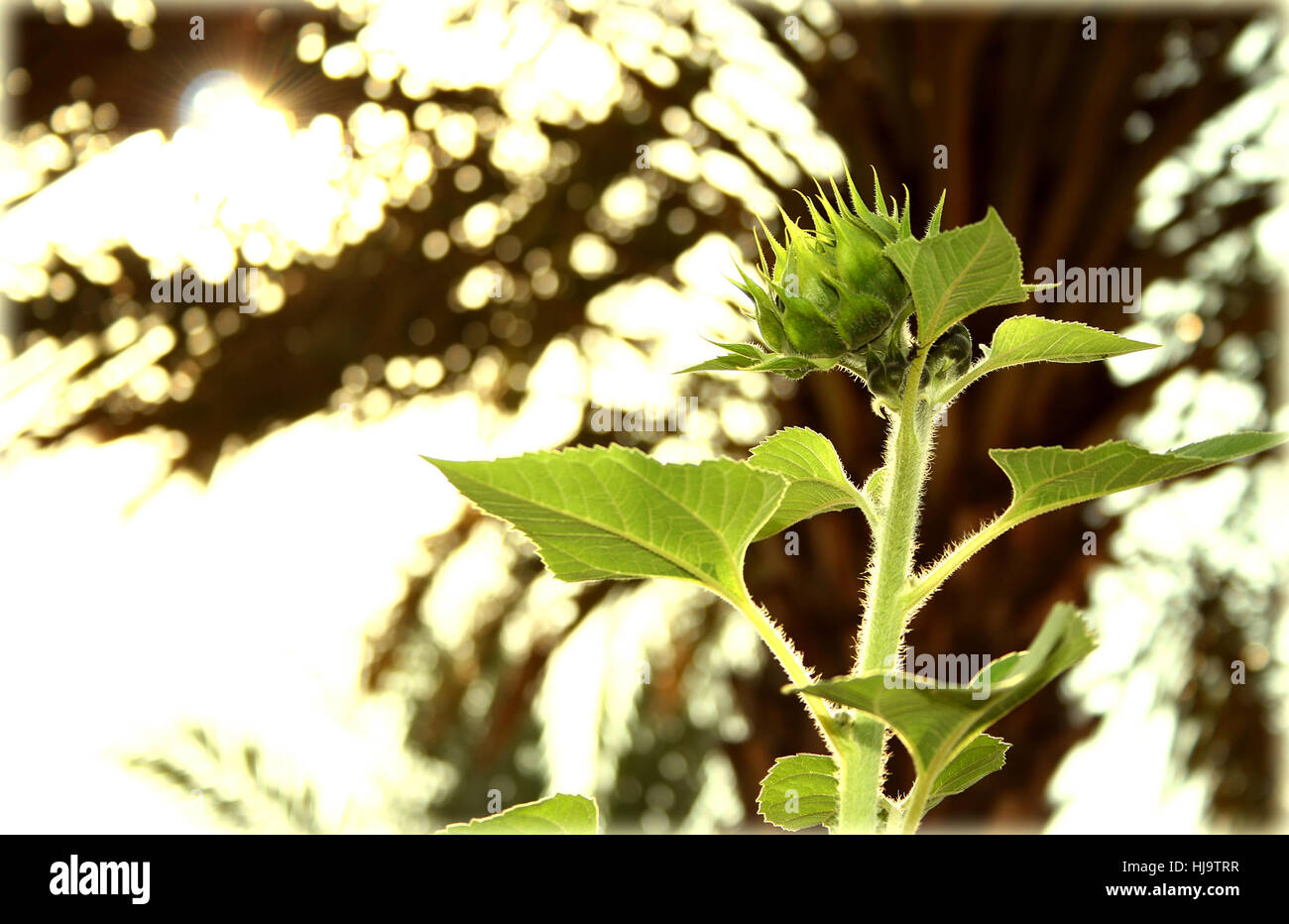 single, leaves, summer, summerly, flower, sunflower, plant, firmament ...