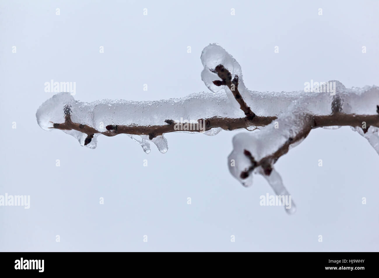 Leaves and branches of trees in winter covered with ice Stock Photo - Alamy