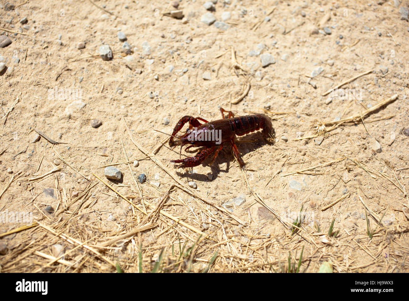 Burrowing crayfish hi-res stock photography and images - Alamy