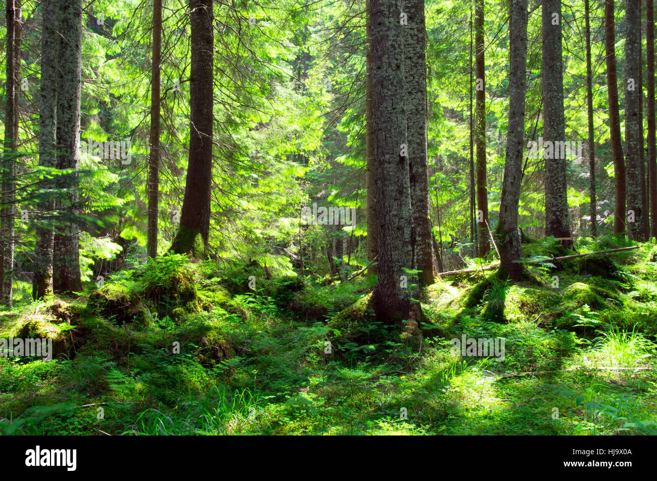 religious, tree, trees, sunbeams, sunlight, spring, bouncing, bounces ...