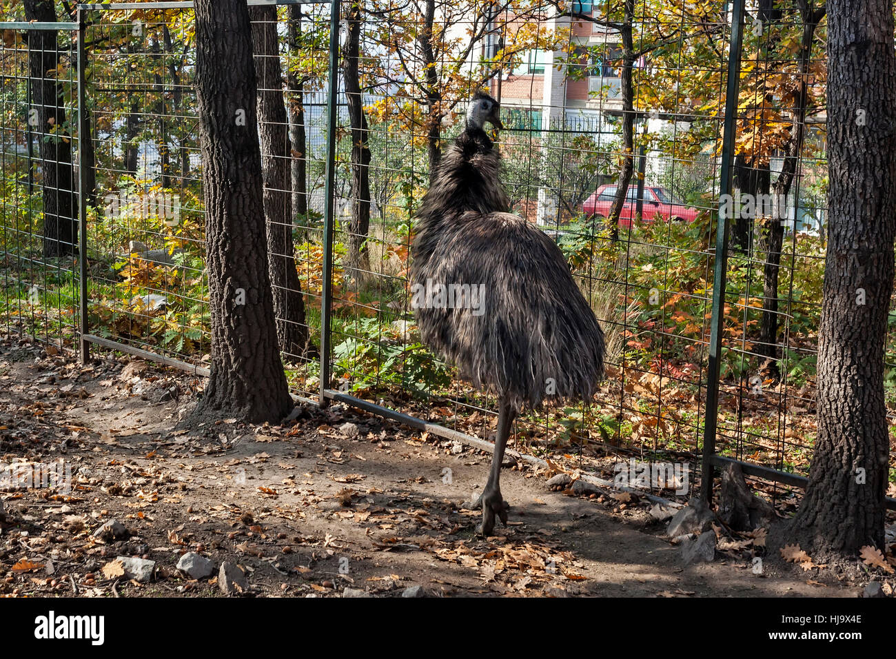 Emu behind fence in cage, ZOO Bor, Serbia, photo taken 24.10.2013 Stock ...
