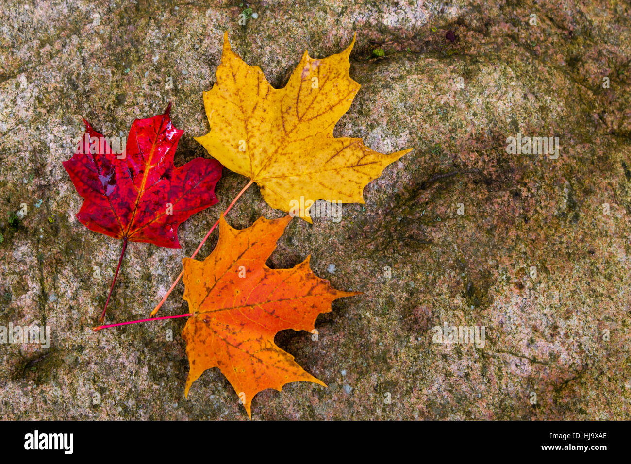 colour, leaves, season, color, foliage, nature, fall, autumn, beautiful ...