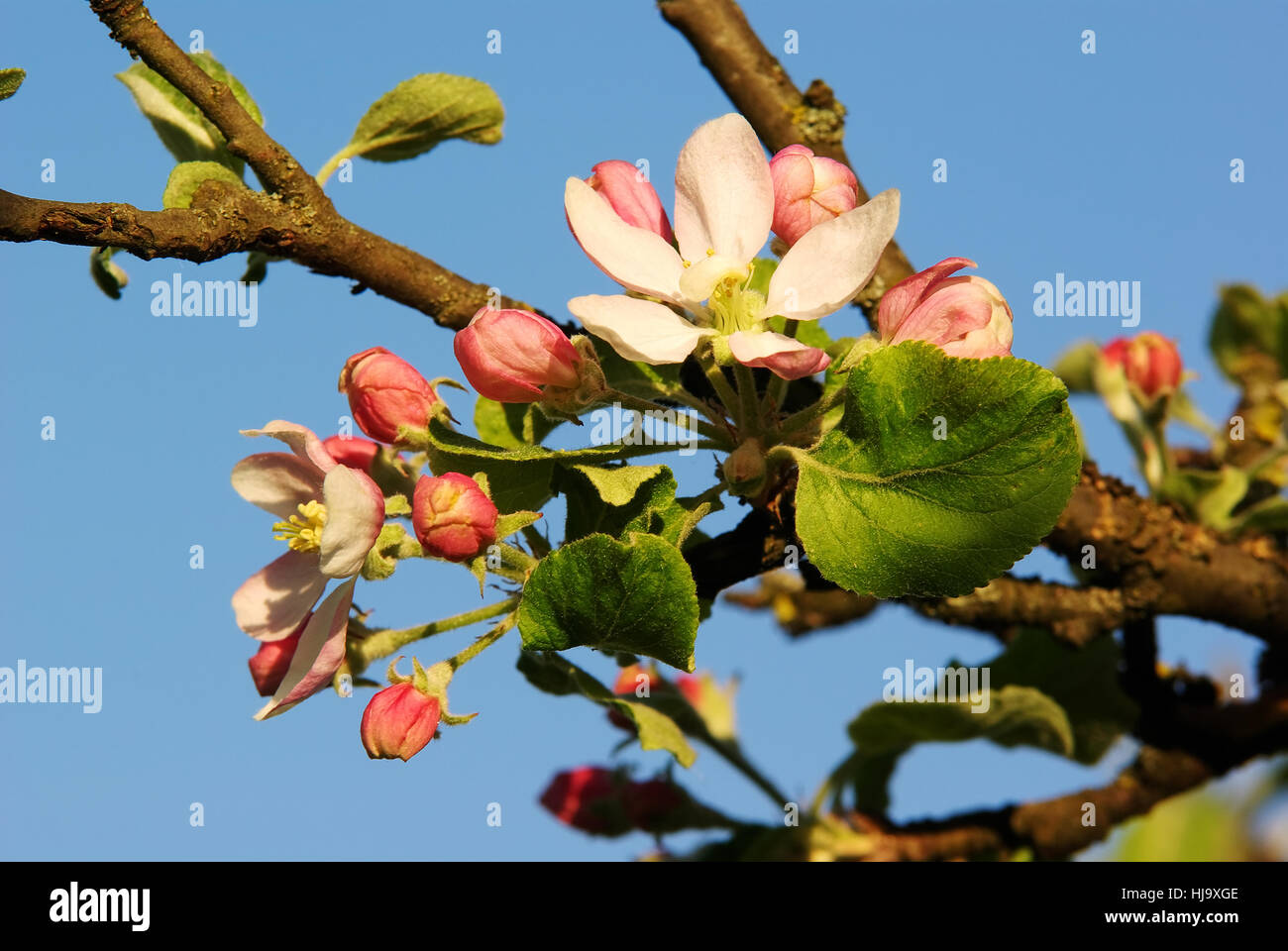 tree, bloom, blossom, flourish, flourishing, leaves, deciduous tree ...