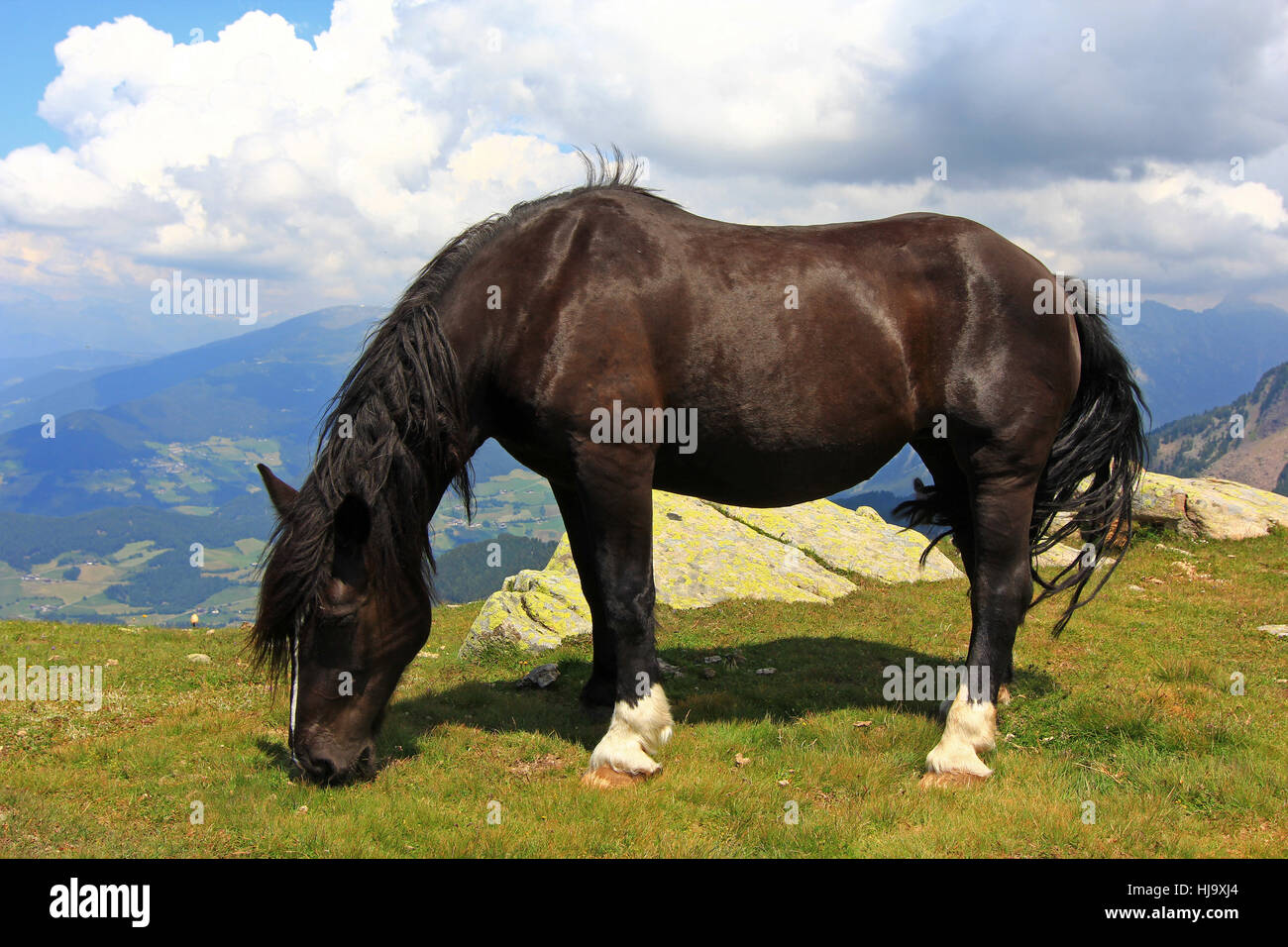 summit, horse, horses, sight, view, outlook, perspective, vista ...