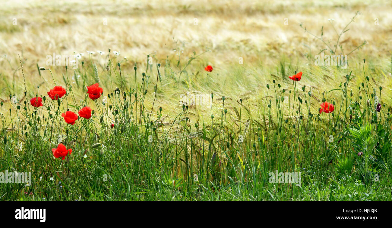 Landscape field edge ears hi-res stock photography and images - Alamy