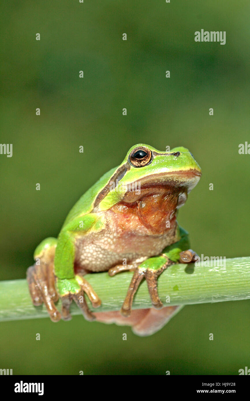 amphibian, frog, wildlife, greenback, tree frog, lawn, green, nature ...