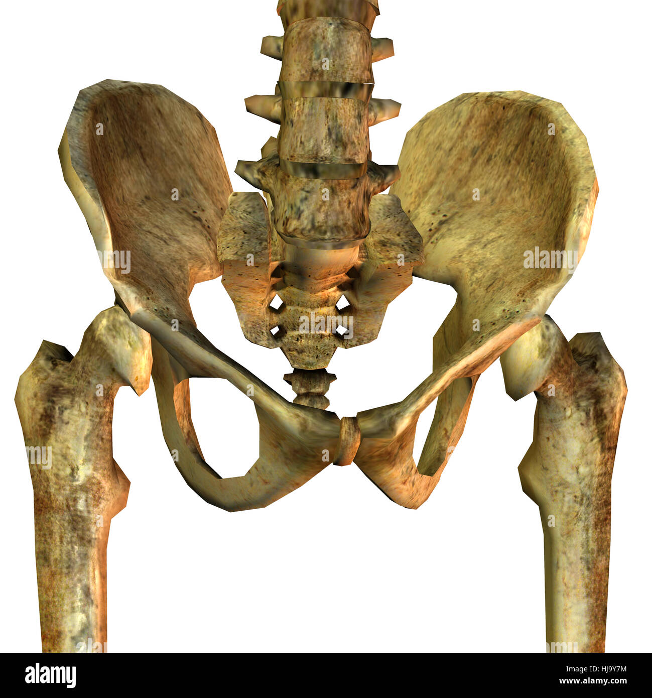 study, science, bone, skeleton, anatomy, medicine, medicin, doctor ...