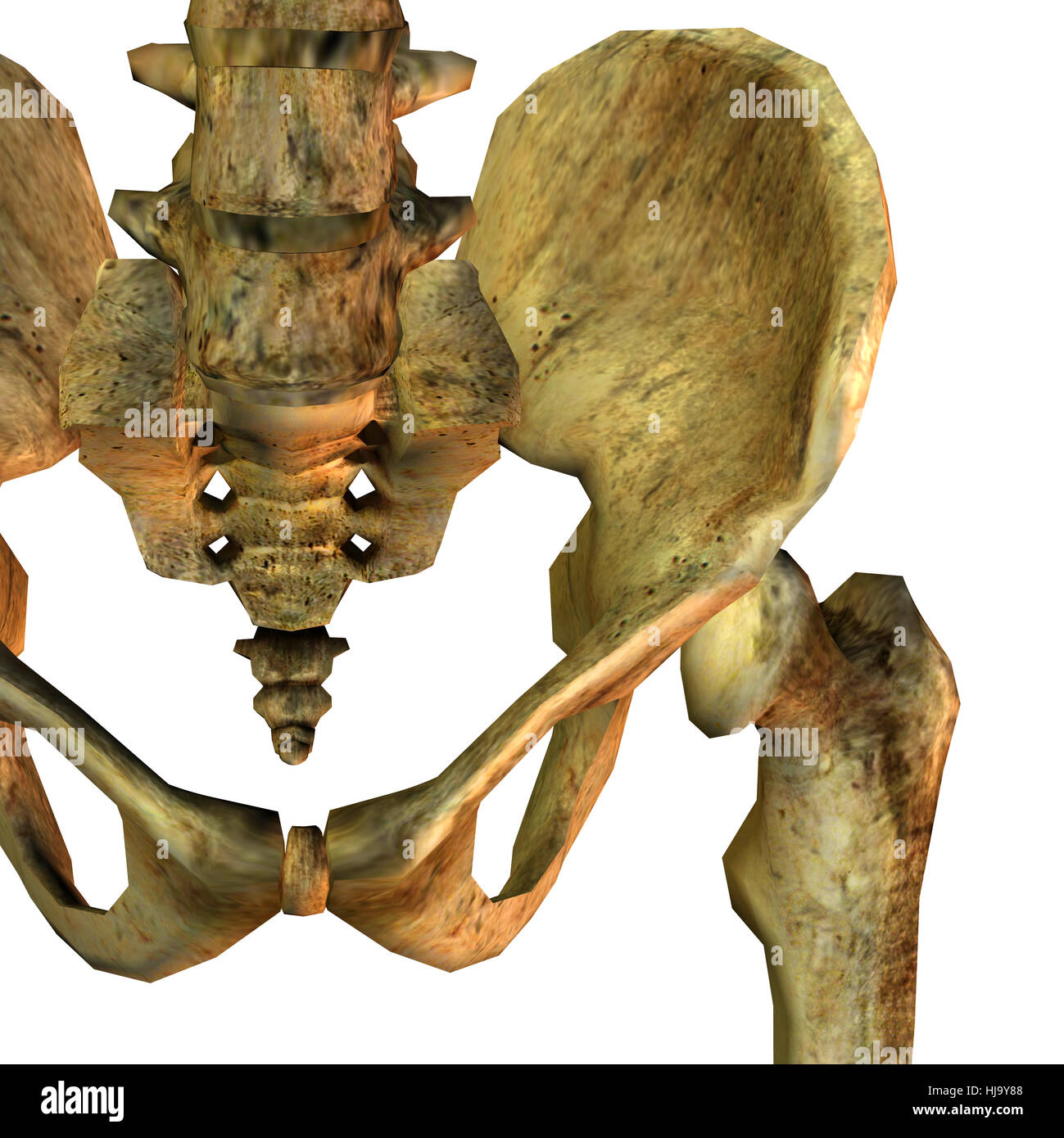 Medicine anatomy skeleton hi-res stock photography and images - Alamy
