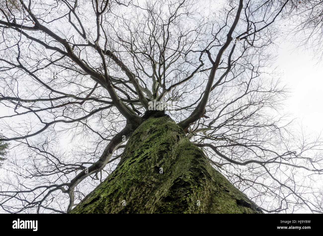 tree, upstairs, head of a tree, tree top, high pressure area, forest ...