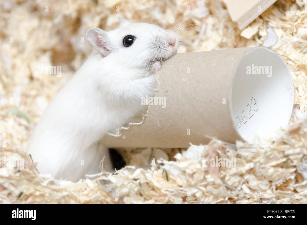 Mouse bite hi-res stock photography and images - Alamy