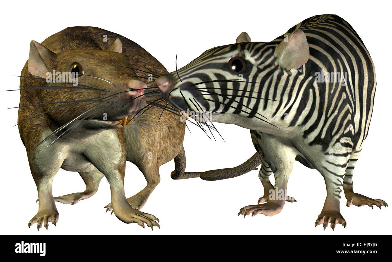 cat, big cat, feline predator, tiger, rodent, fantasy, skin ...