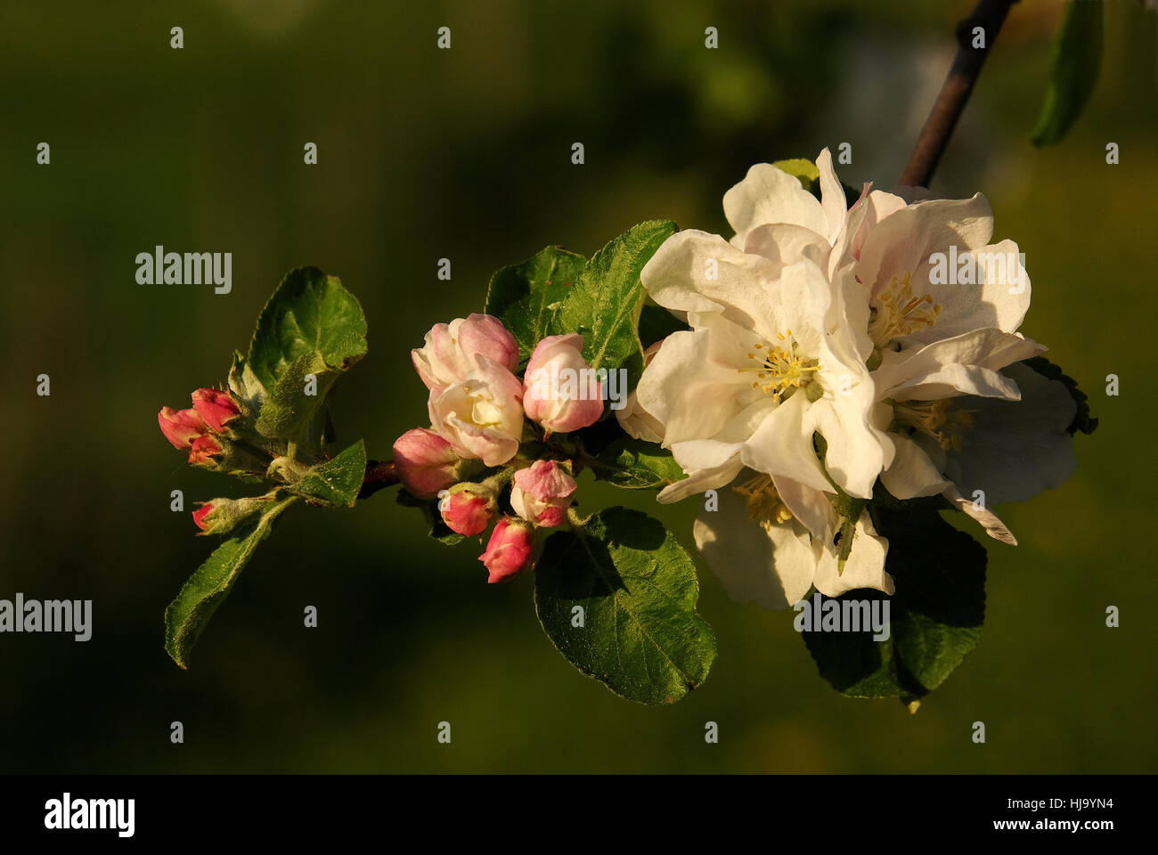 tree, bloom, blossom, flourish, flourishing, leaves, deciduous tree ...