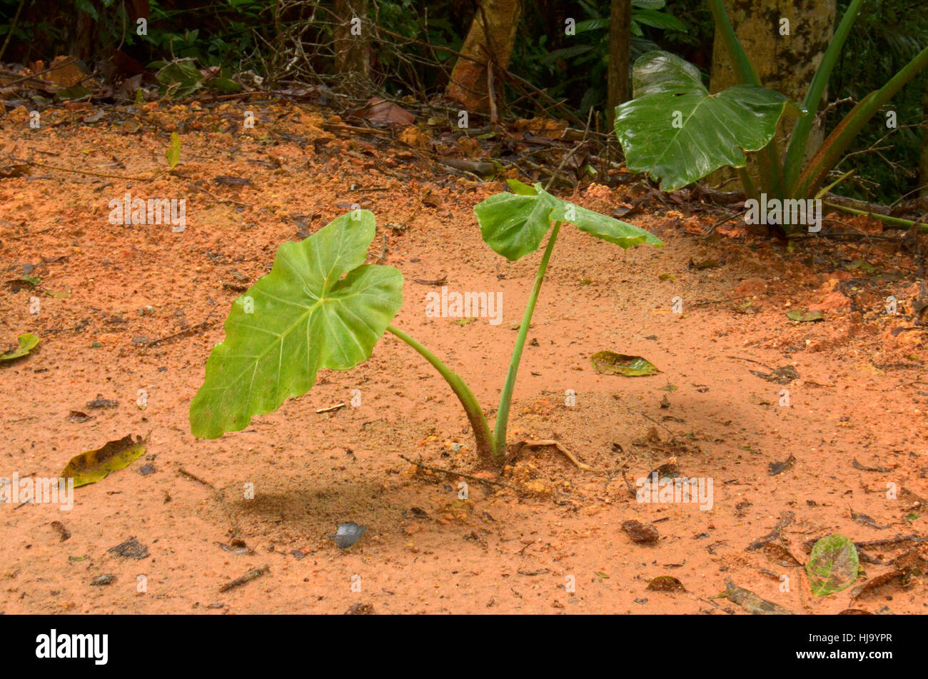 Coco yam hi-res stock photography and images - Alamy