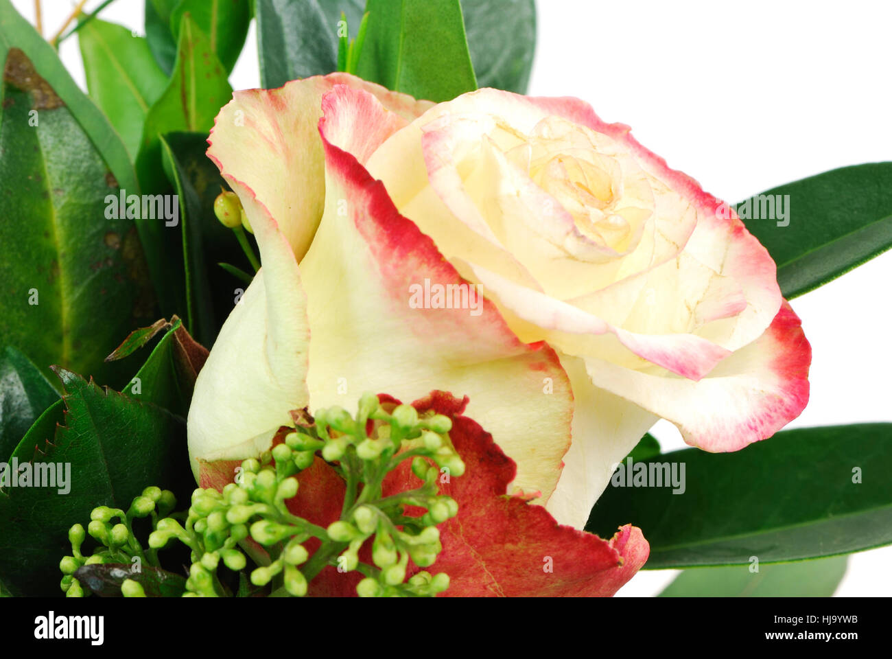 present, leaf, isolated, flower, plant, rose, bloom, blossom, flourish ...