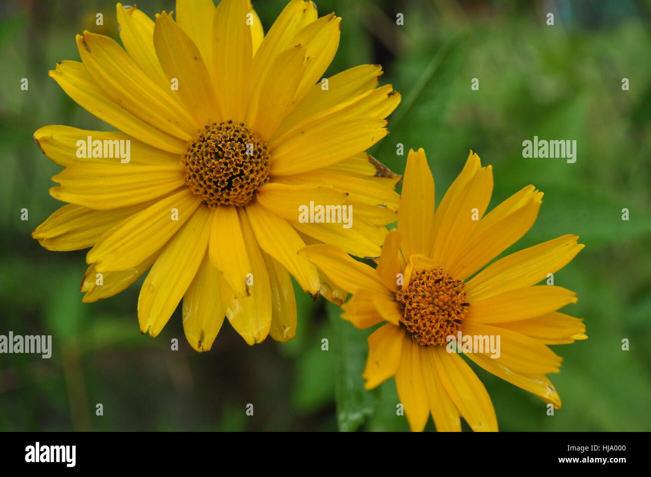 bloom, blossom, flourish, flourishing, flower, flowers, plant, summer ...