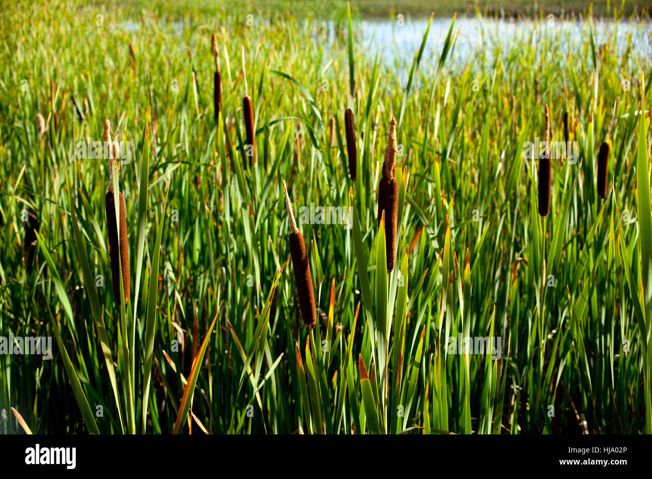 country, scenery, countryside, nature, agricultural, ground, soil ...