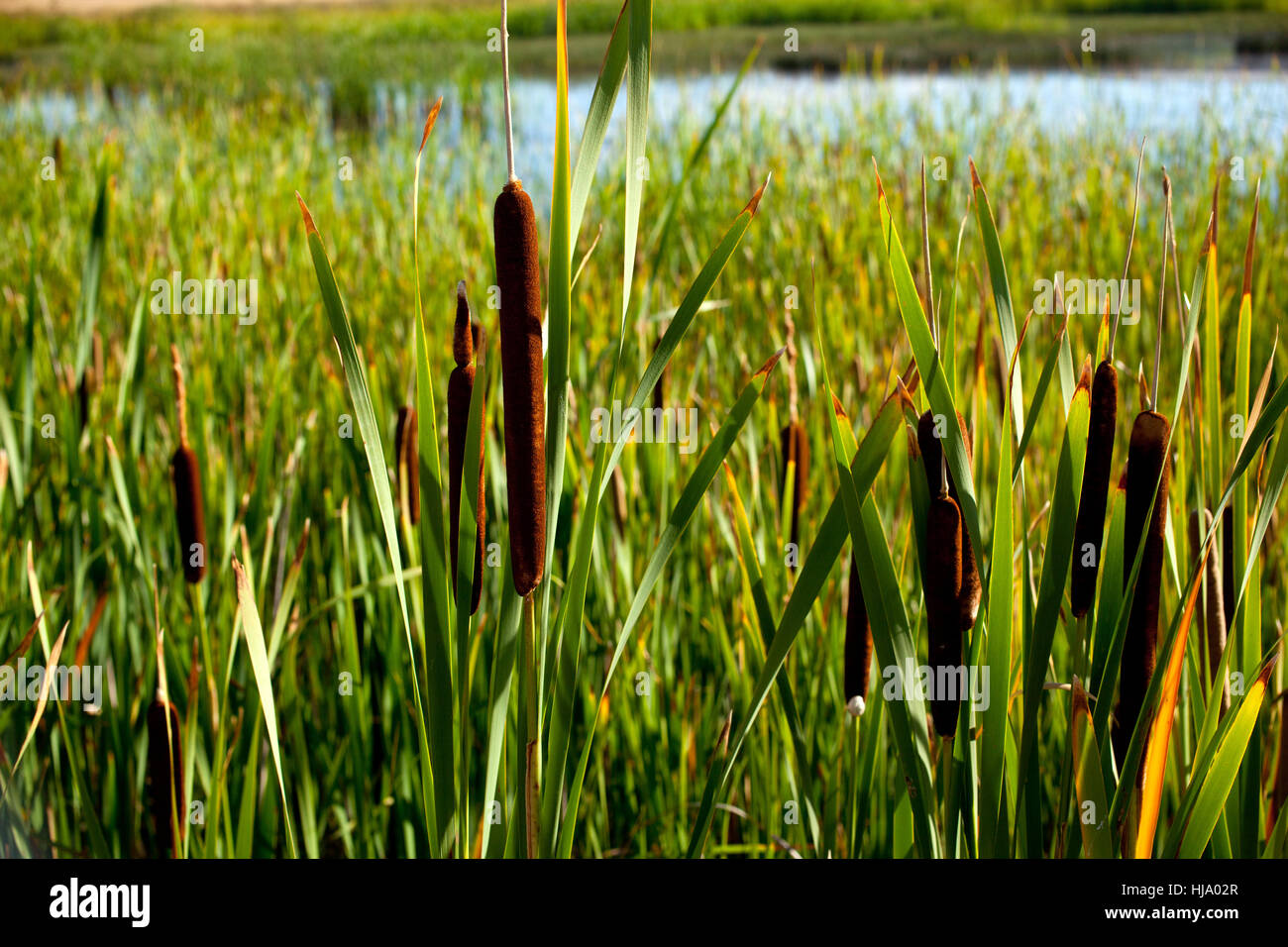 country, scenery, countryside, nature, agricultural, ground, soil ...