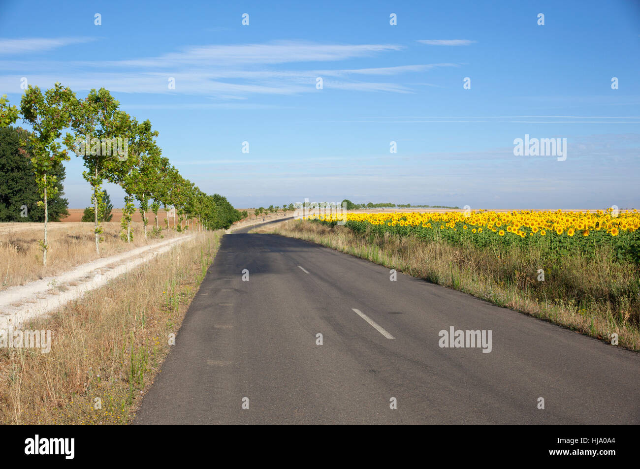 walk, go, going, walking, travel, pilgrim, road, street, scenery ...