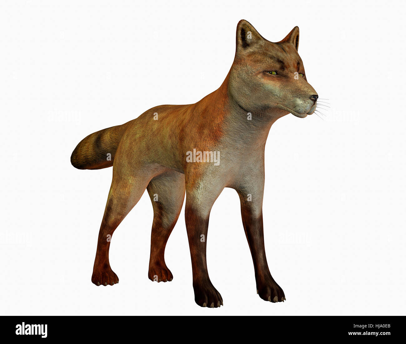 animal, skin, illustration, predator, fox, foxtail, animal, hunter, zoo ...