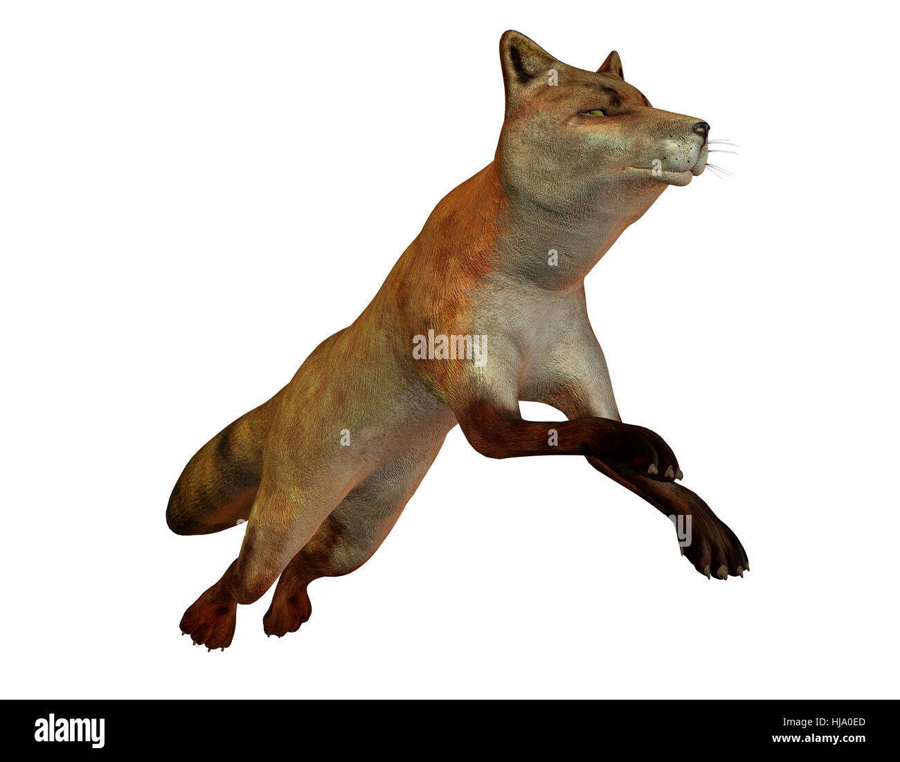 animal, skin, illustration, predator, fox, foxtail, animal, hunter, zoo ...