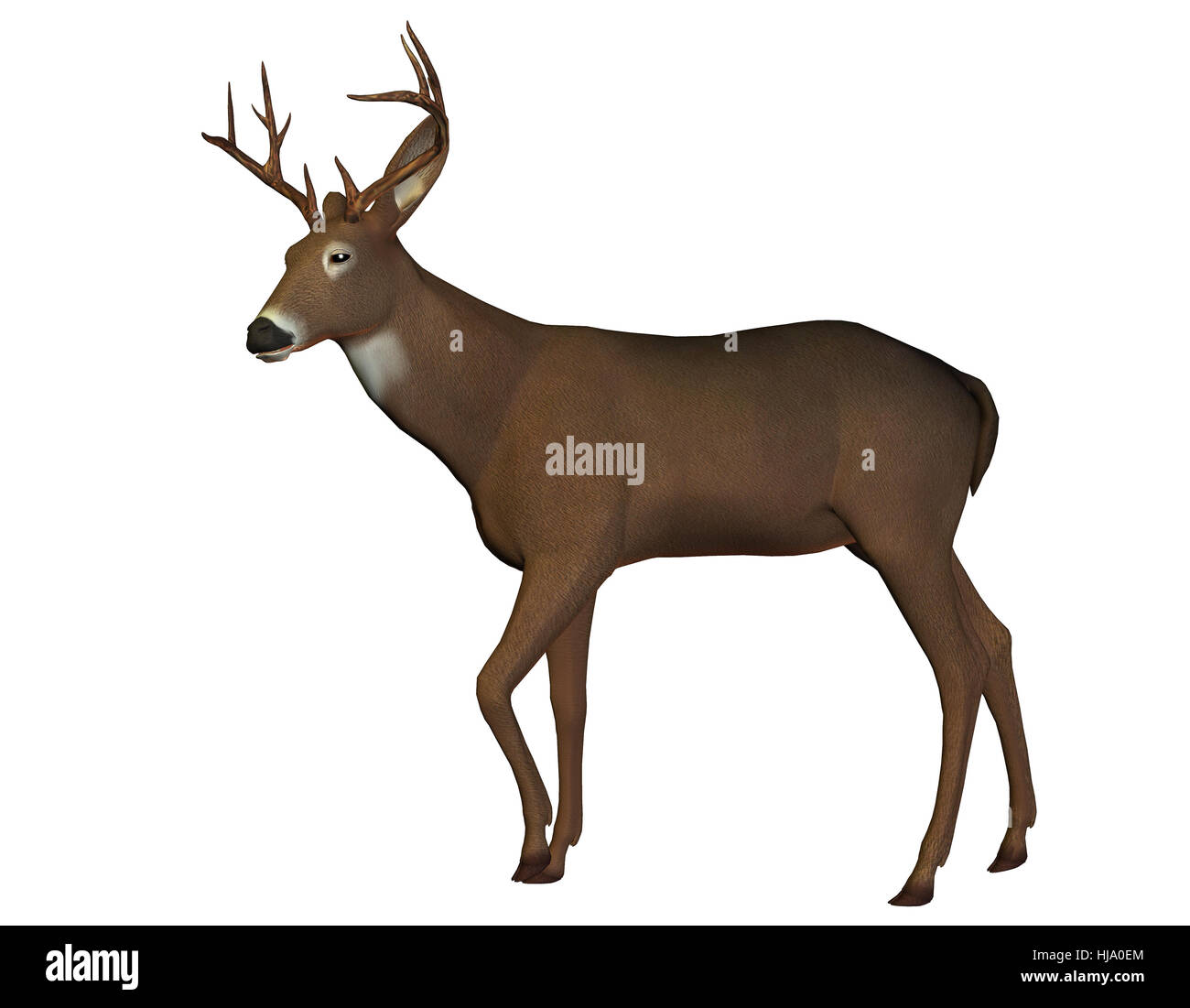 mammal, animal world, wild animal, deer stag, hart, stag, mammal, lone ...