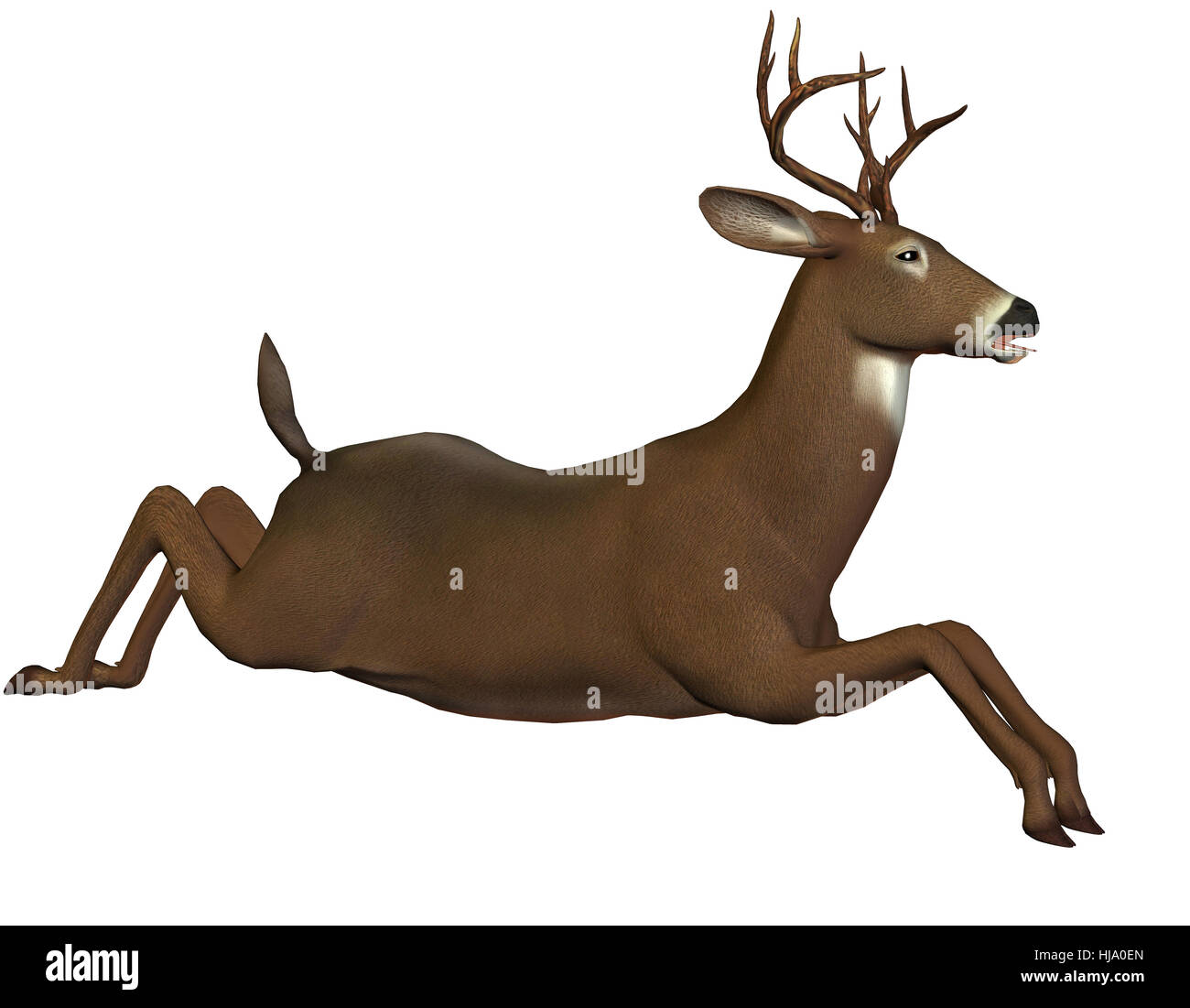 mammal, animal world, wild animal, deer stag, hart, stag, mammal, lone ...