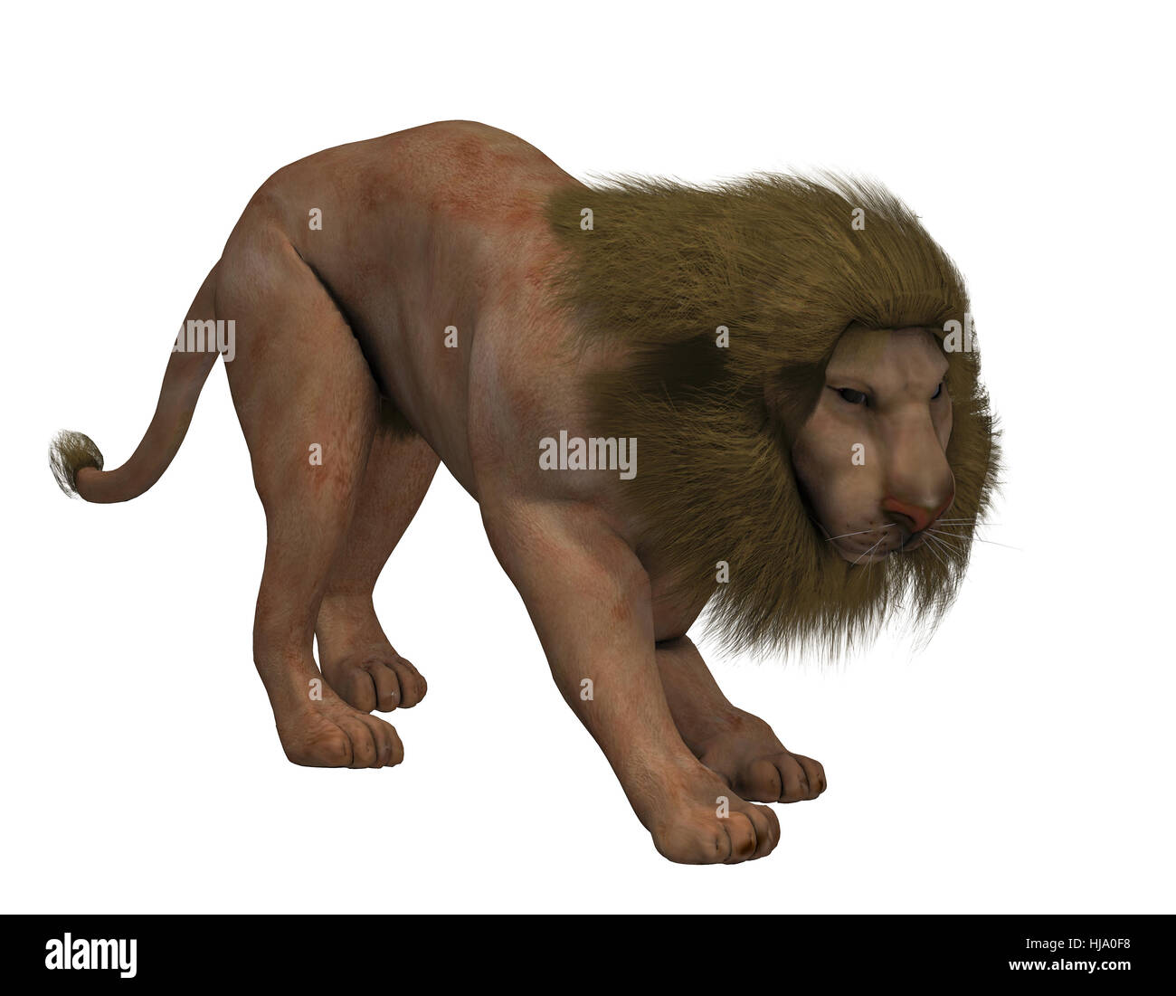 Lion and wolf hi-res stock photography and images - Alamy