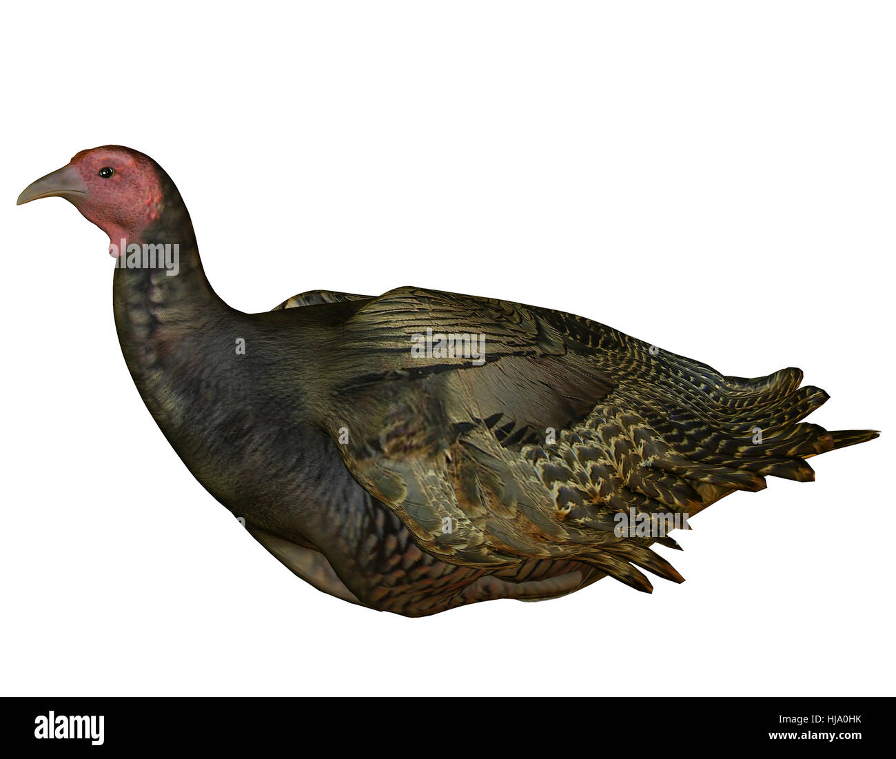 bird, birds, wing, north america, turkey, bird, birds, wing ...