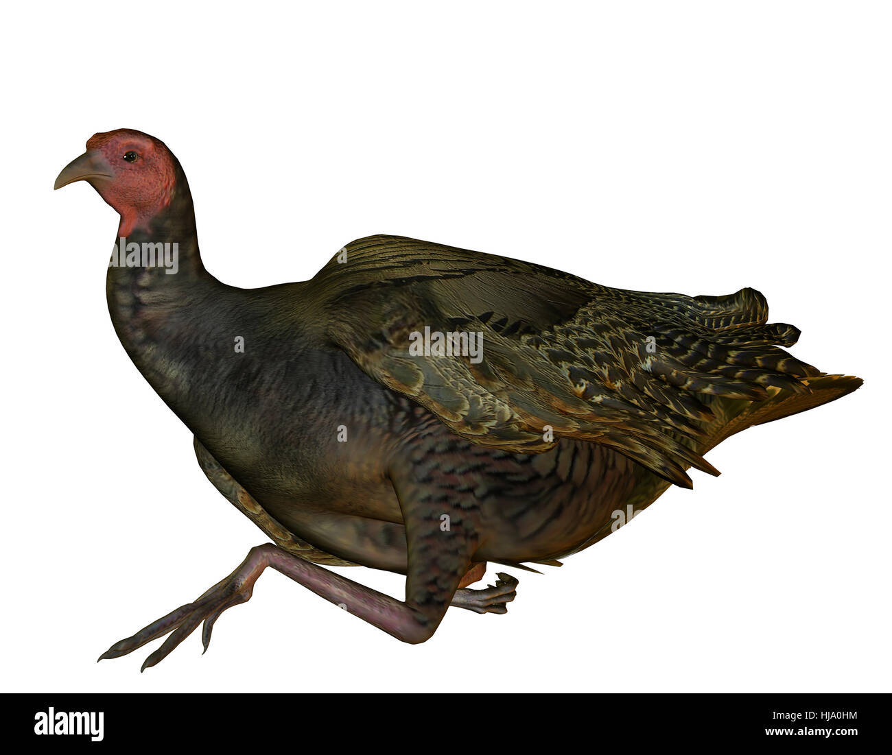 bird, birds, wing, north america, turkey, bird, birds, wing ...