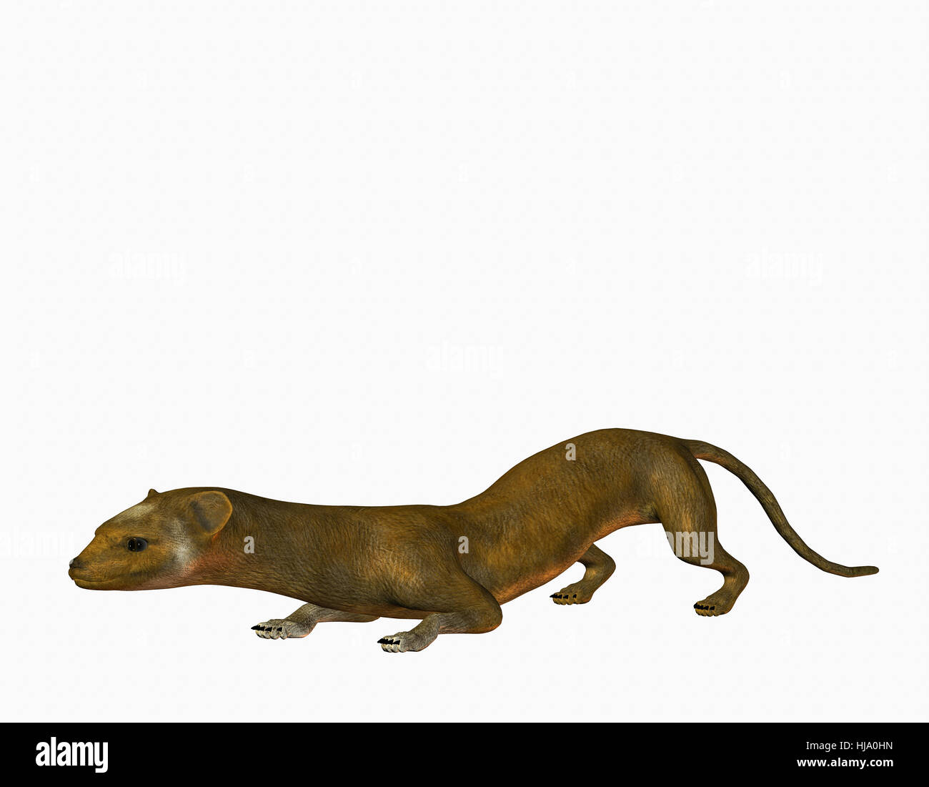 skin, illustration, marten, animal, mammal, wild, skin, illustration ...